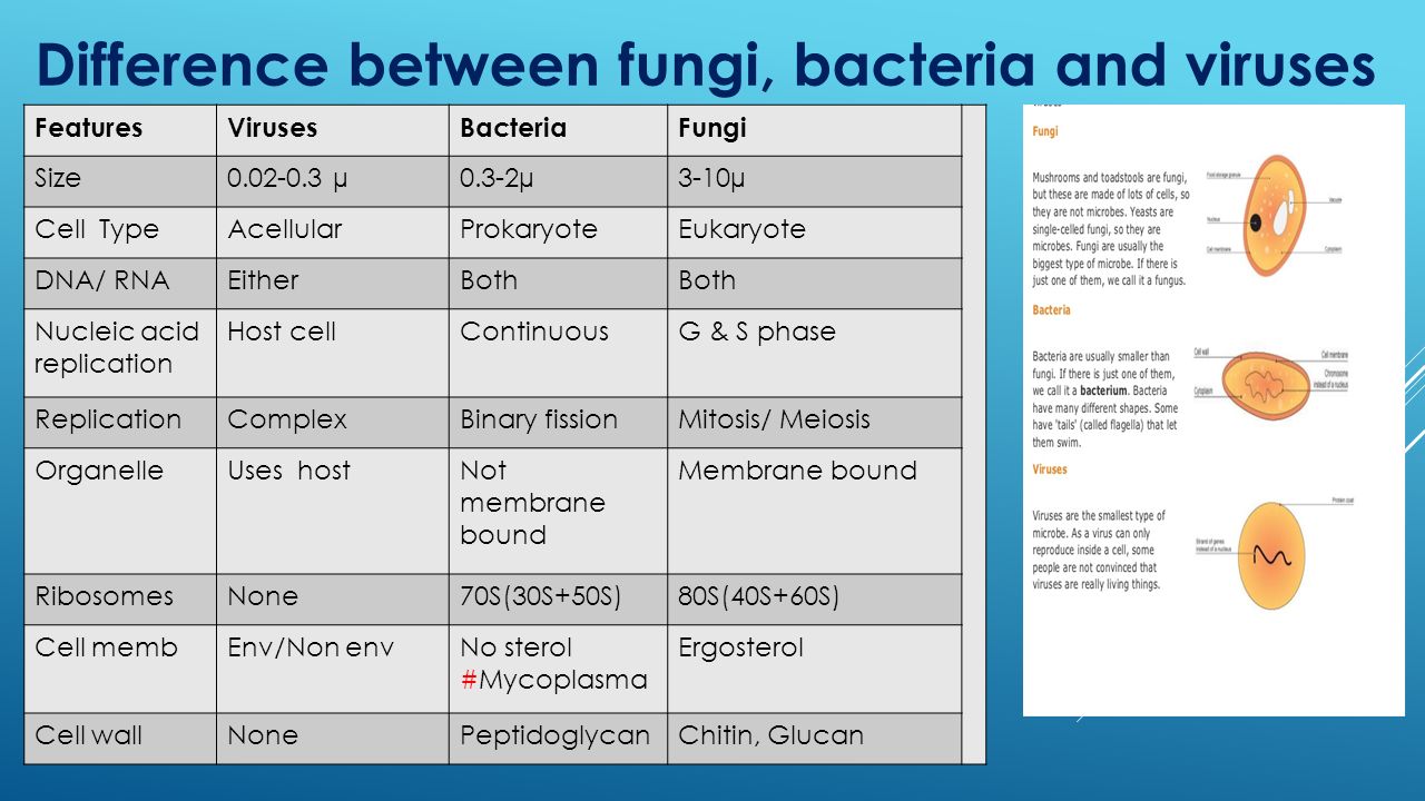 What Are The Differences Between Bacteria And Viruses What Are The Differences Between Bacteria And Viruses