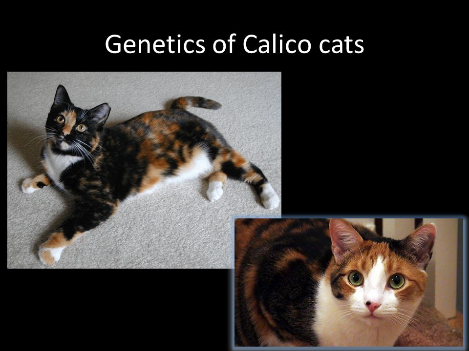 X Linked Genetics In The Calico Cat Answers at Stanley West blog X Linked Genetics In The Calico Cat Answers at Stanley West blog