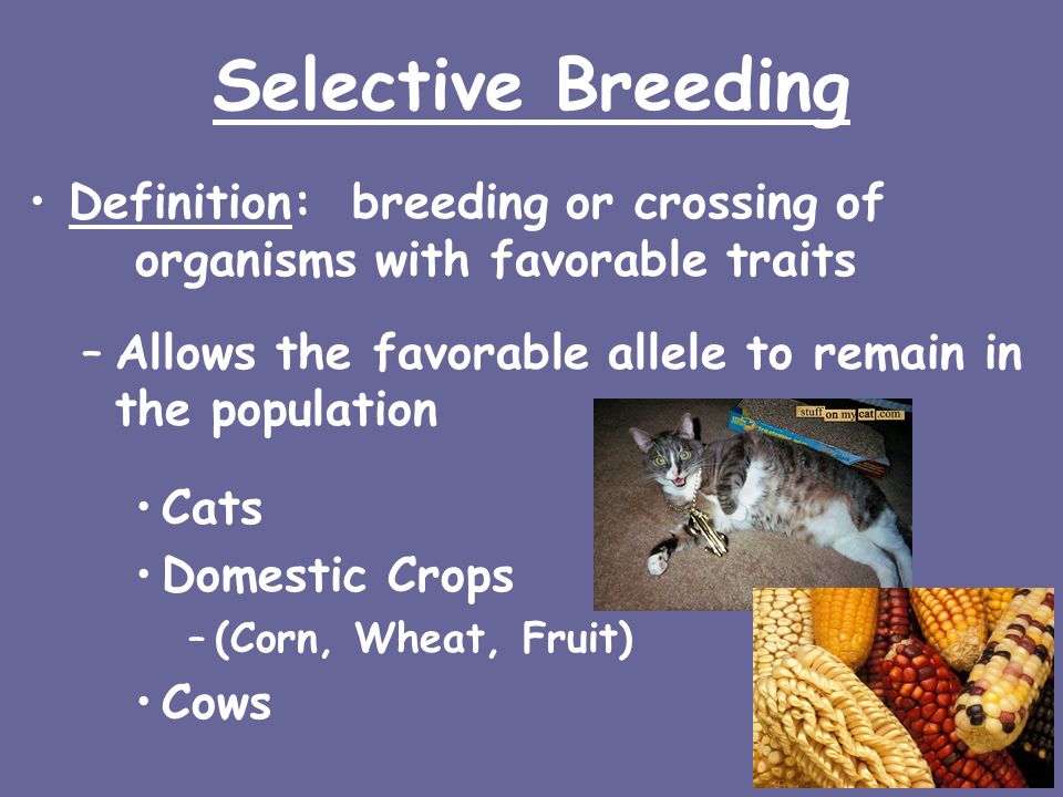 Selective Breeding Definition Selective Breeding Definition