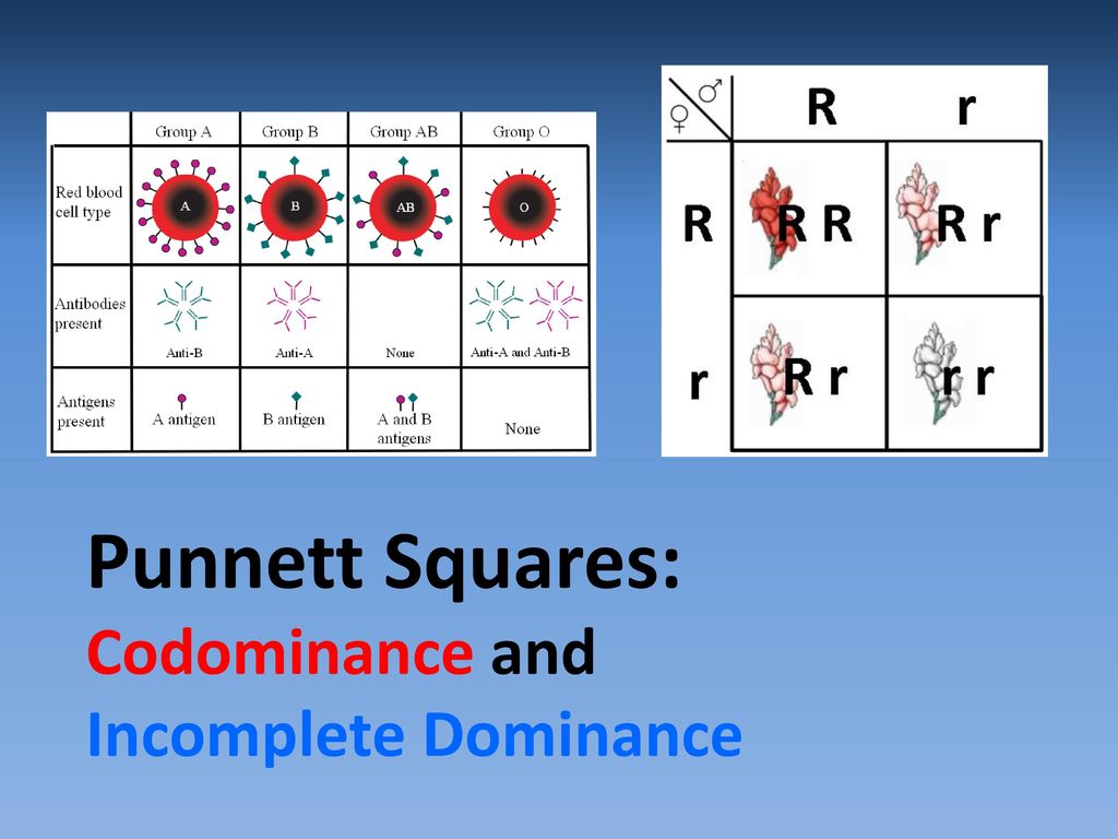 Incomplete Dominance Codominance Powerpoint W Punnett Incomplete Dominance Codominance Powerpoint W Punnett