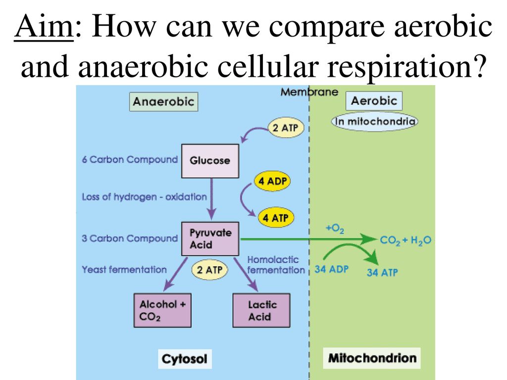 Aerobic Respiration Vs Anaerobic Respiration Aerobic Respiration Vs Anaerobic Respiration
