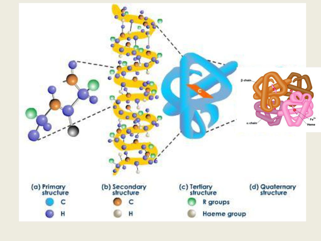 Protein Primary Structure Secondary Tertiary Quaternary Protein Primary Structure Secondary Tertiary Quaternary