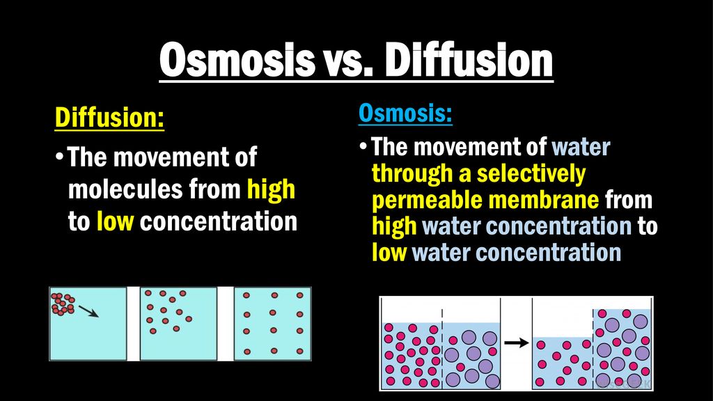 Osmosis Vs Diffusion Definition And Examples, 40% OFF Osmosis Vs Diffusion Definition And Examples, 40% OFF