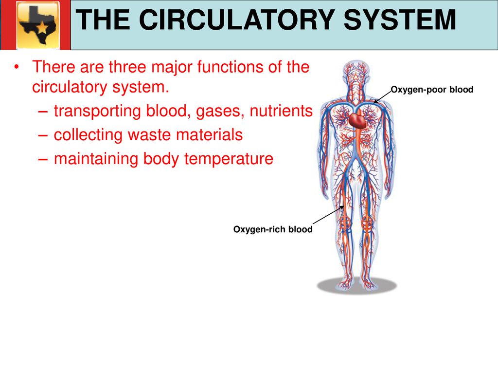 Circulatory System Functions