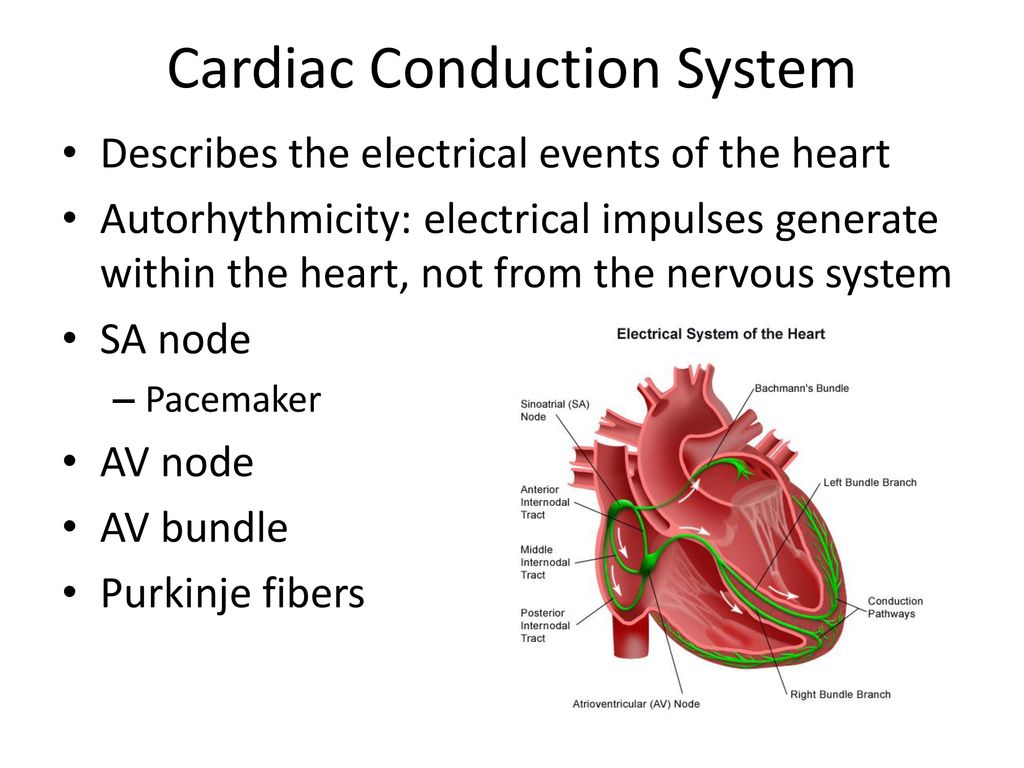 Conduction System Of The Heart