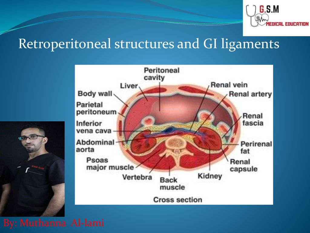 Peritoneum Anatomy Concise Medical Knowledge 58 Off