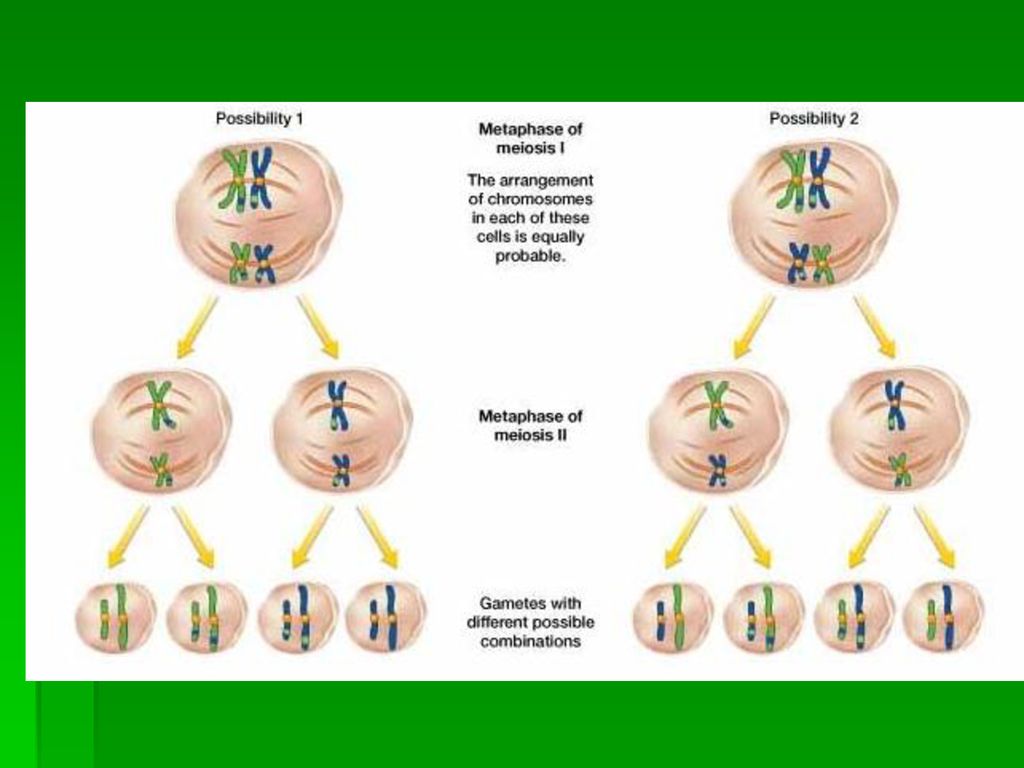 Meiosis And Sexual Reproduction Ppt Download