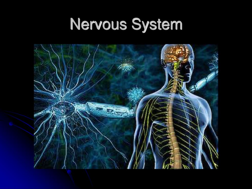Nervous System Background Powerpoint