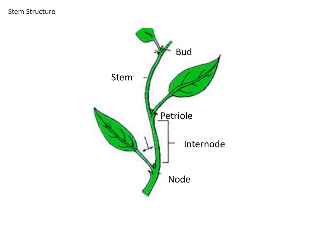 Nodes And Internodes