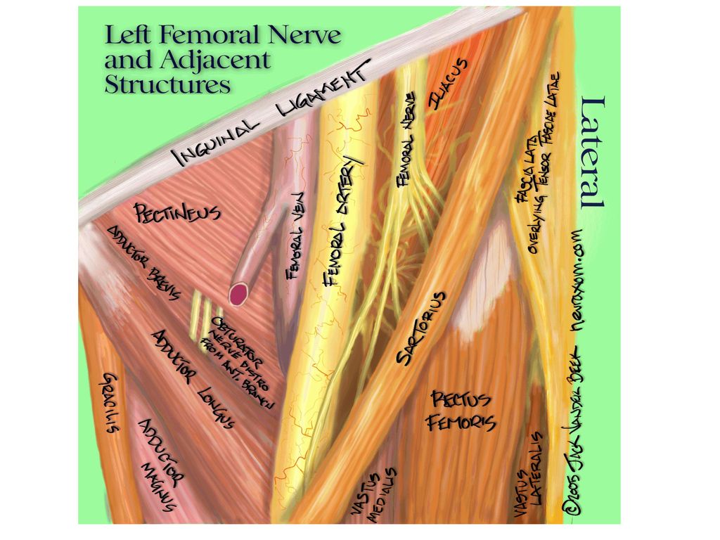 Cat Nerves Ppt Download
