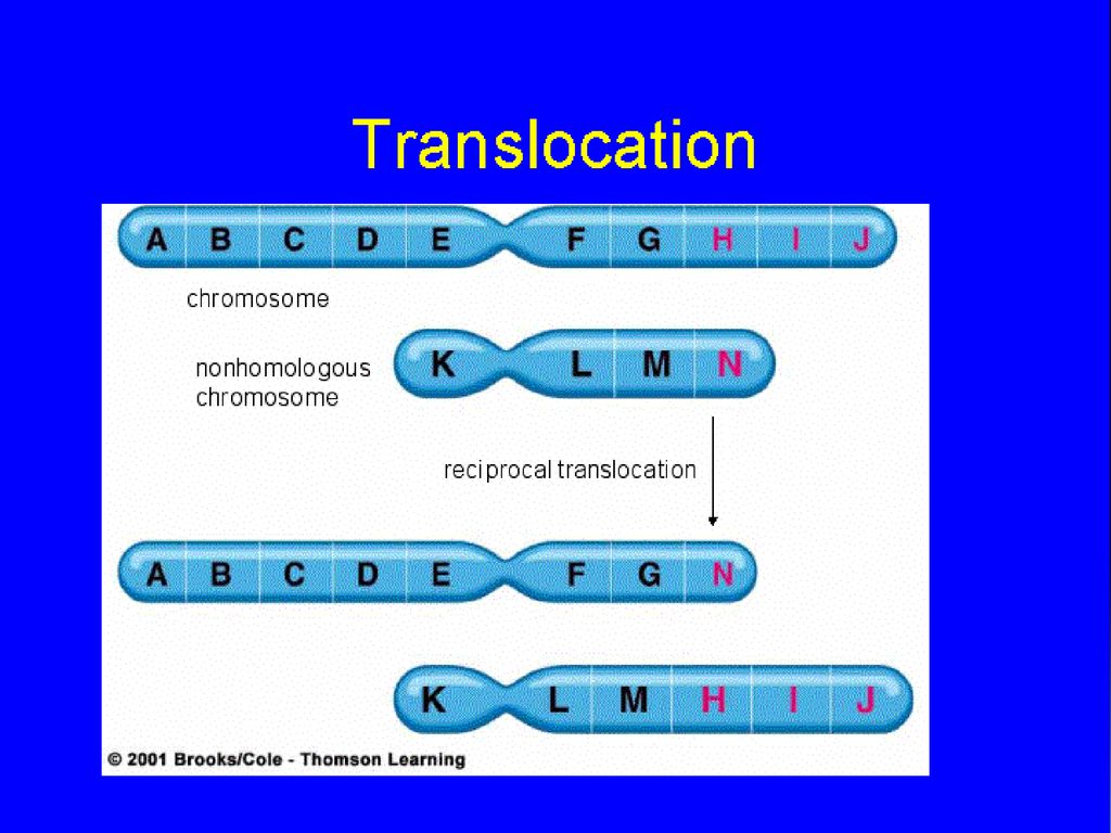 Mutations Sex Linked Traits Disorders Pedigrees Ppt Download