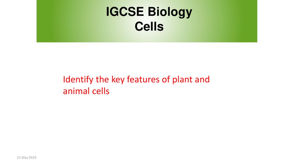 Liver Cell Diagram Igcse Liver Cell Diagram Igcse
