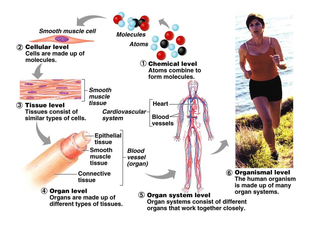 An Overview Of Anatomy Anatomy Physiology Ppt Download