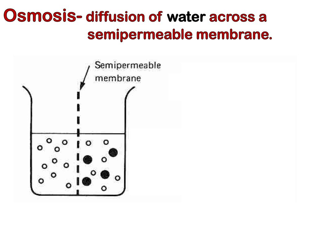 Osmosis- diffusion of water across a - ppt download Osmosis- diffusion of water across a - ppt download