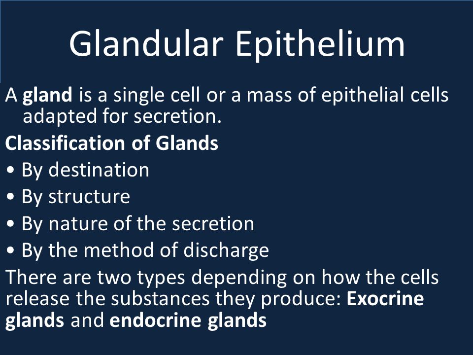 Glandular Epithelium Diagram