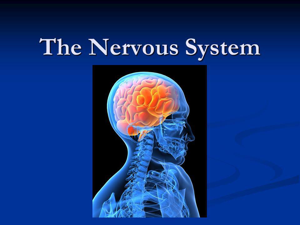 Nervous System Background Powerpoint
