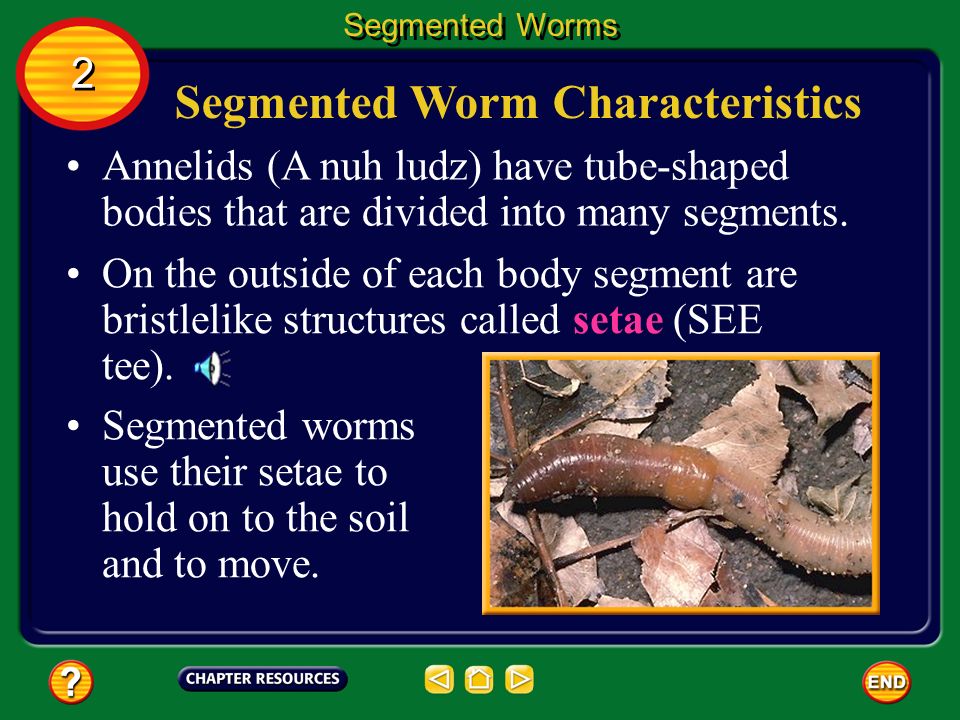 Segmented Worm Segmented Worm