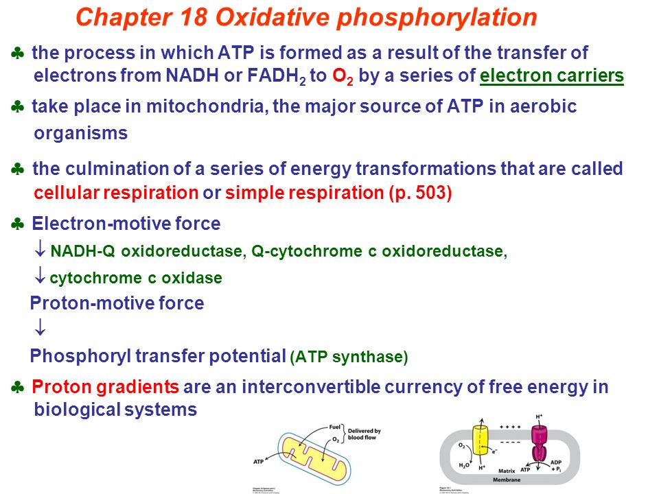 Oxidative Phosphorylation: Definition, Steps And Features, 57% OFF Oxidative Phosphorylation: Definition, Steps And Features, 57% OFF