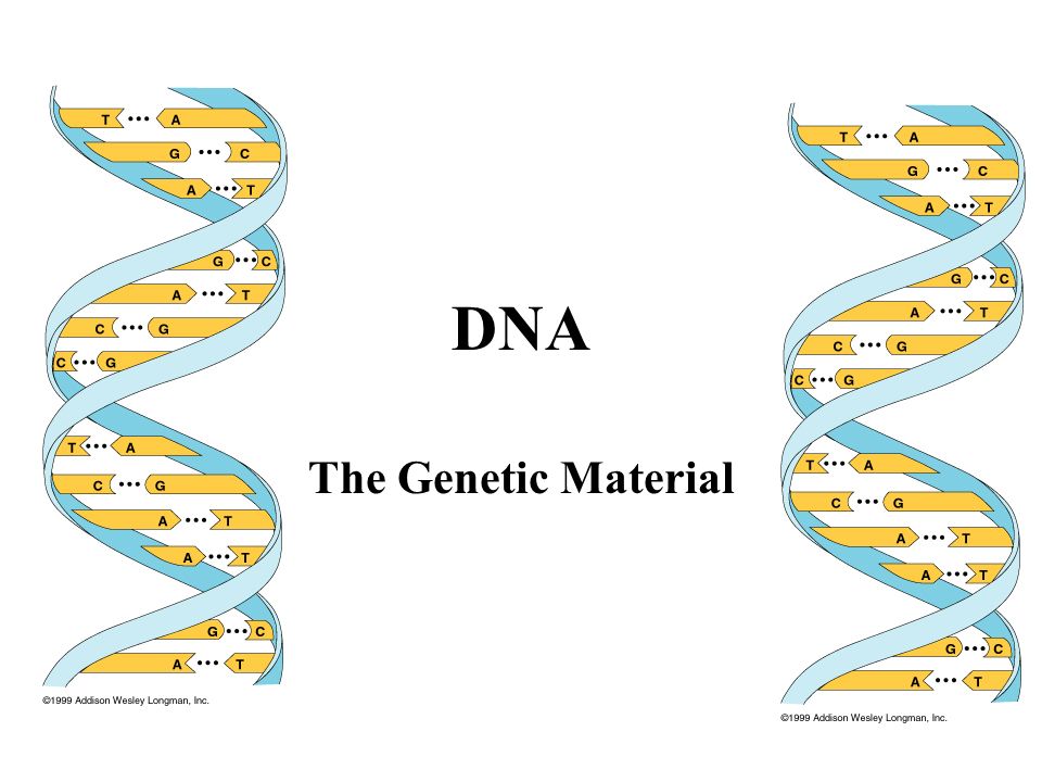 DNA Definition, Discovery, Function, Bases, Facts,, 49% OFF DNA Definition, Discovery, Function, Bases, Facts,, 49% OFF