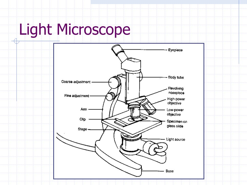 Light Microscope- Definition, Principle, Types, Parts, Labeled Diagram ... Light Microscope- Definition, Principle, Types, Parts, Labeled Diagram ...