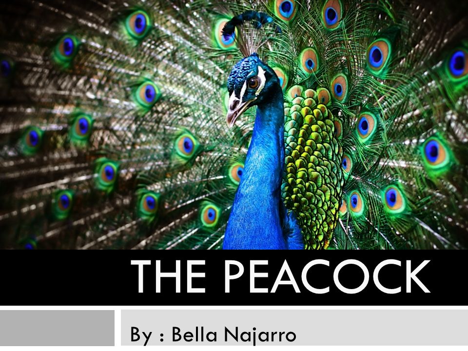 Class Aves Peacock