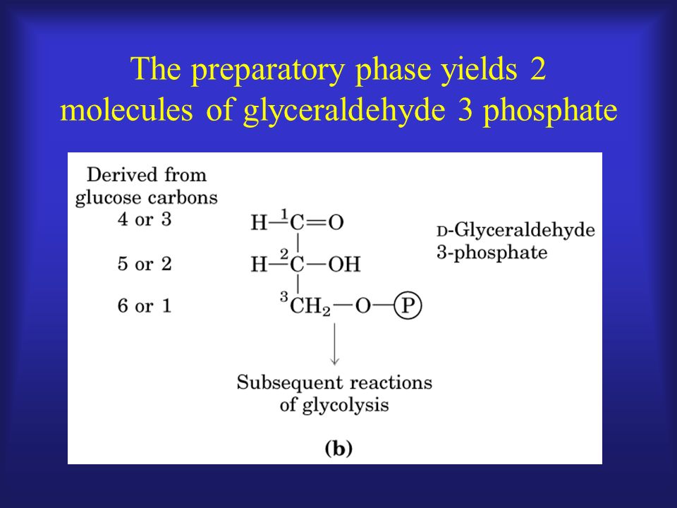 What Is The Difference Between Glyceraldehyde 3 Phosphate 56 Off