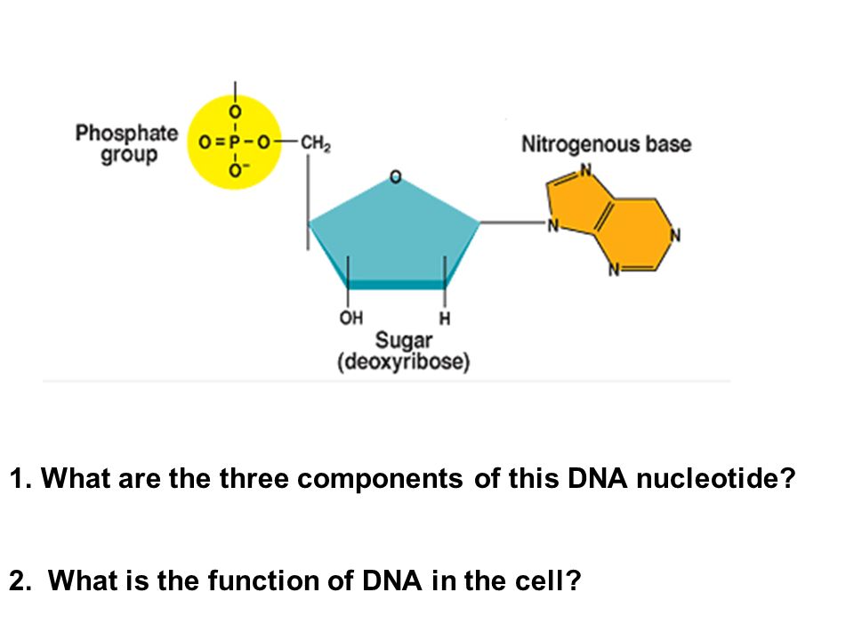 Describe The Components And Structure Of A Dna Nucleotide