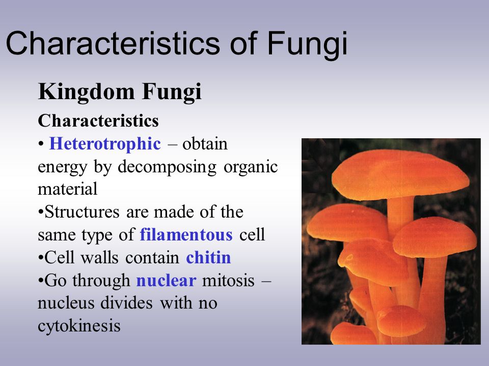 Kingdom Fungi Characteristics