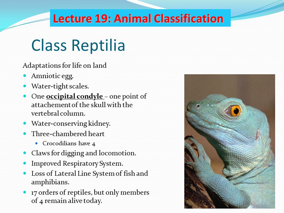 Class Reptilia Characteristics Class Reptilia Characteristics