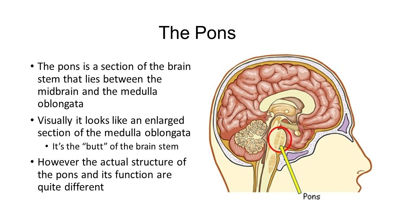 Pons: Function, Anatomy, And Location, 57% OFF Pons: Function, Anatomy, And Location, 57% OFF