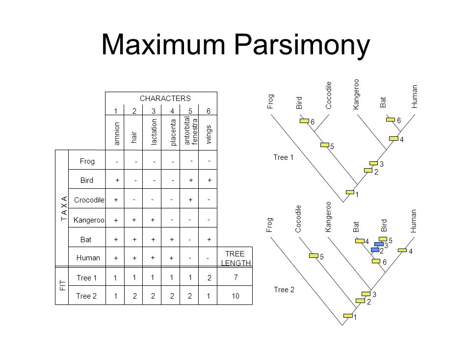 Maximum Parsimony Maximum Parsimony