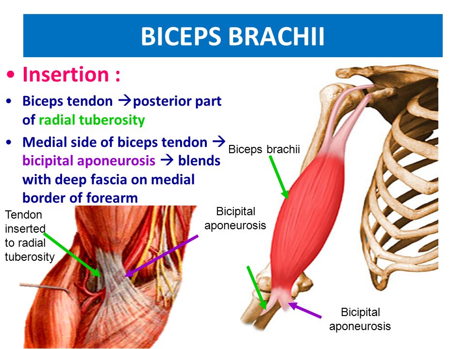 Bicipital Aponeurosis Bicipital Aponeurosis