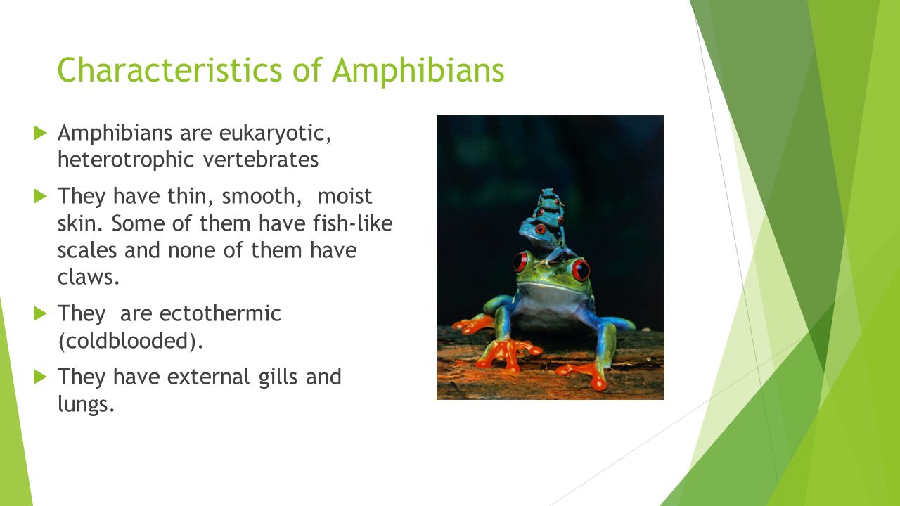 Amphibian Characteristics
