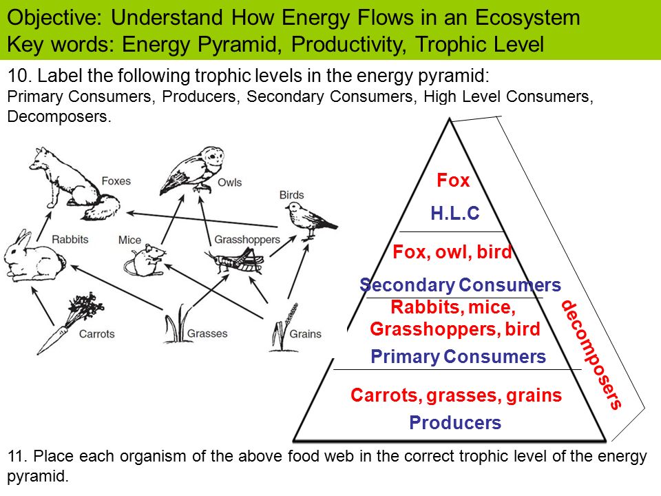 Energy Conversion Efficiency For Ecosystem Trophic Levels Orbital ... Energy Conversion Efficiency For Ecosystem Trophic Levels Orbital ...