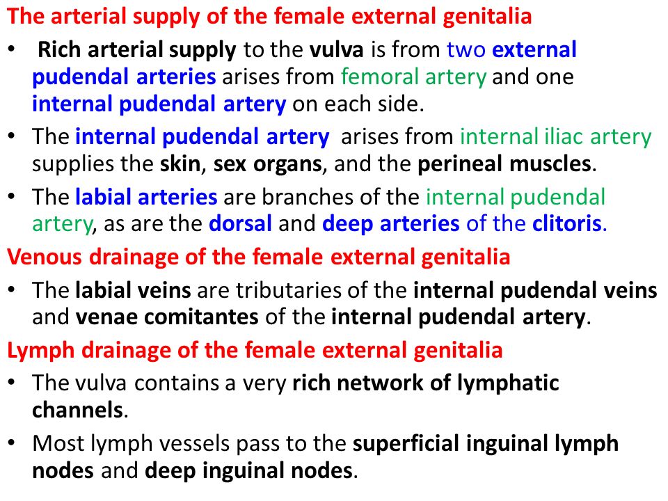 Gross Anatomy Of Male And Female External Genitalia Mbbs Yr Ii Ppt