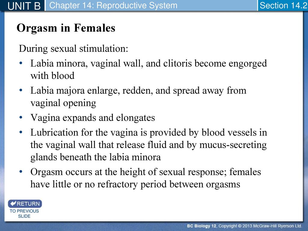 Female Reproductive System Ppt Download