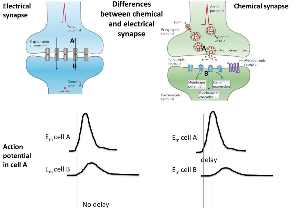 Electrical Vs Chemical Synapse Electrical Vs Chemical Synapse