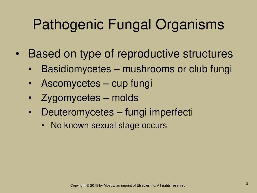 Ucr Today How An Aggressive Fungal Pathogen Causes Mold Ucr Today How An Aggressive Fungal Pathogen Causes Mold
