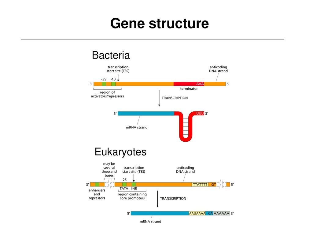 Prokaryotic Gene Structure Prokaryotic Gene Structure