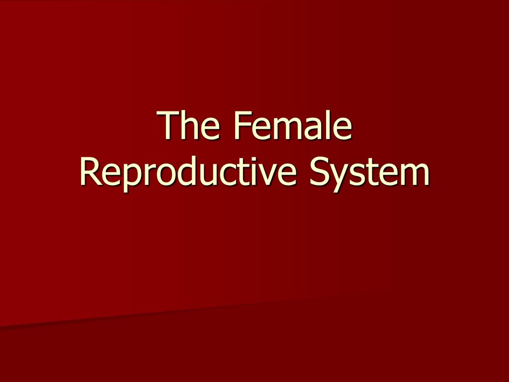 The Female Reproductive System Ppt Download