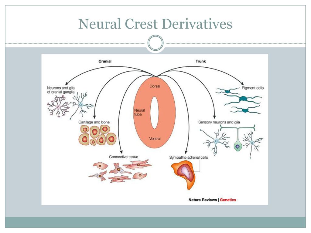 Hirschsprungs Disease And Other Neurocristopathies Ppt Download