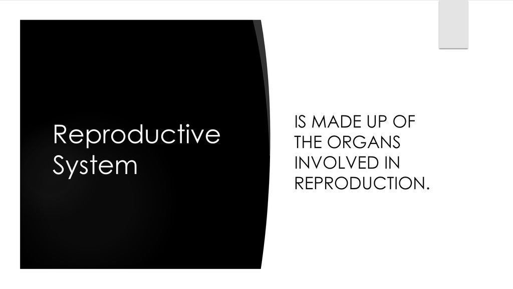 The Reproductive System Ppt Download