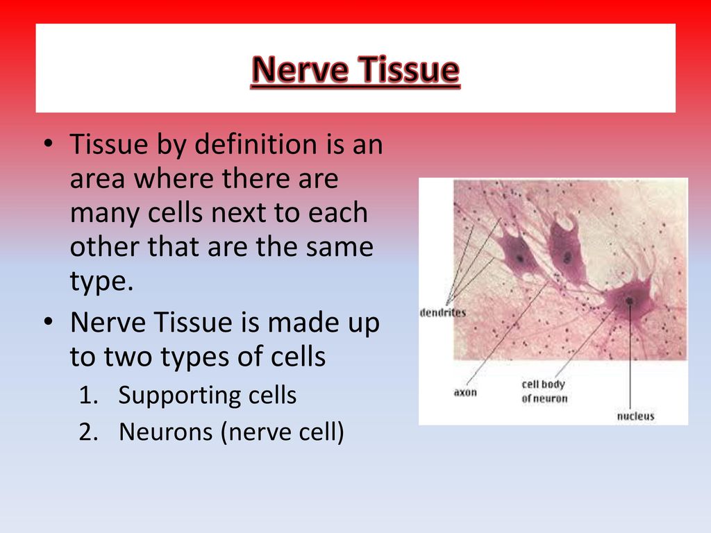 Nervous Tissue Definition Nervous Tissue Definition