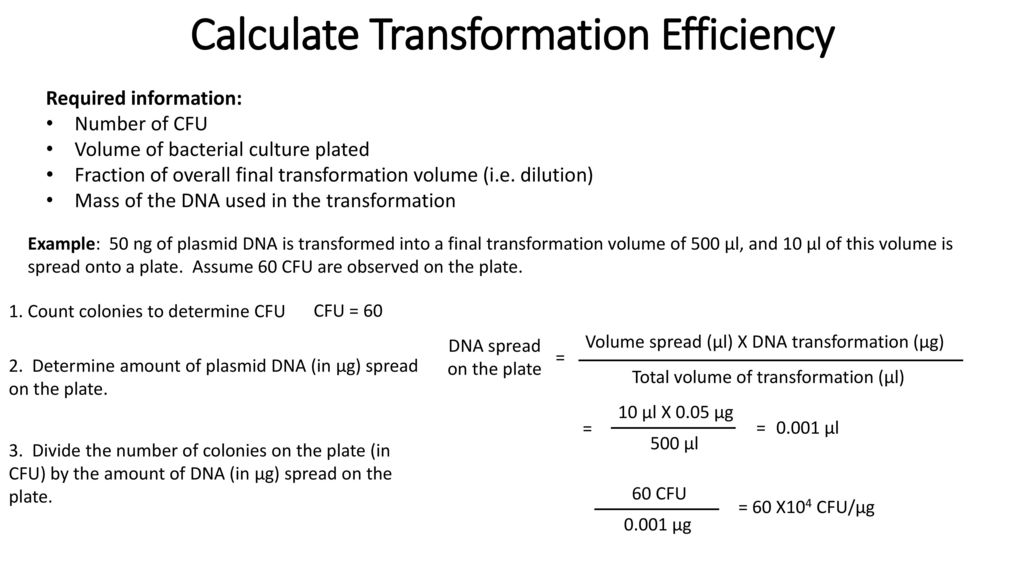 38+ calculating transformation efficiency - NarenVojtech 38+ calculating transformation efficiency - NarenVojtech