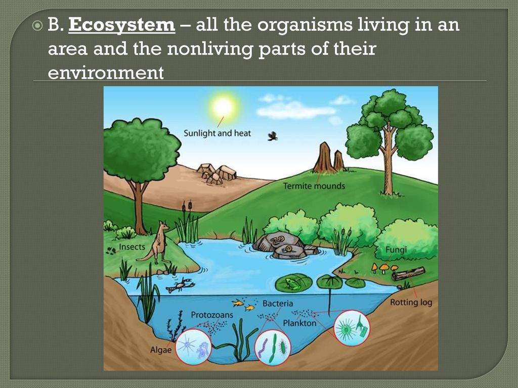 Ch 24 Interactions Of Life Ppt Download
