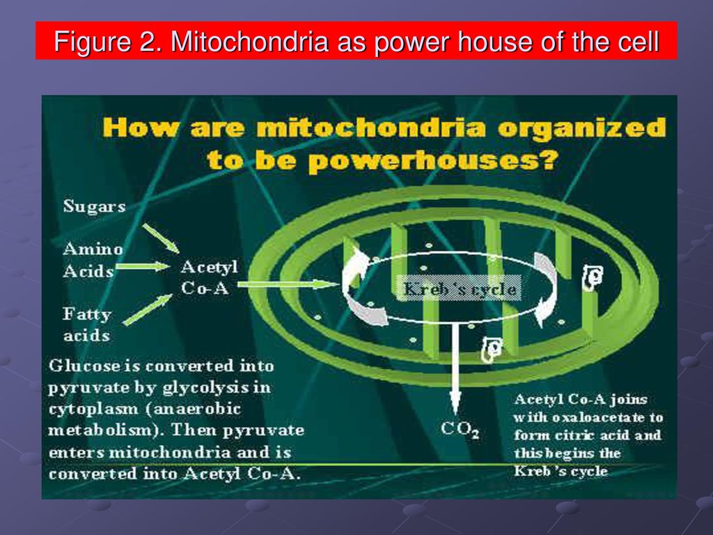 Mitochondria Structure Ppt Download