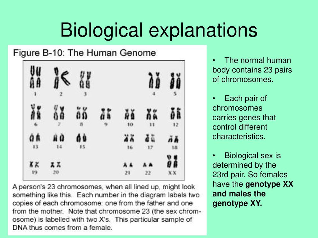 The Biological Explanation Of Gender Ppt Download