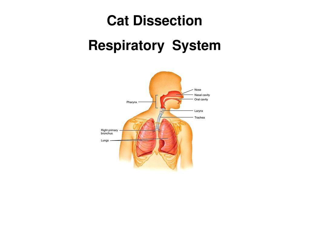 Cat Dissection Urinary System Cat Dissection Urinary System