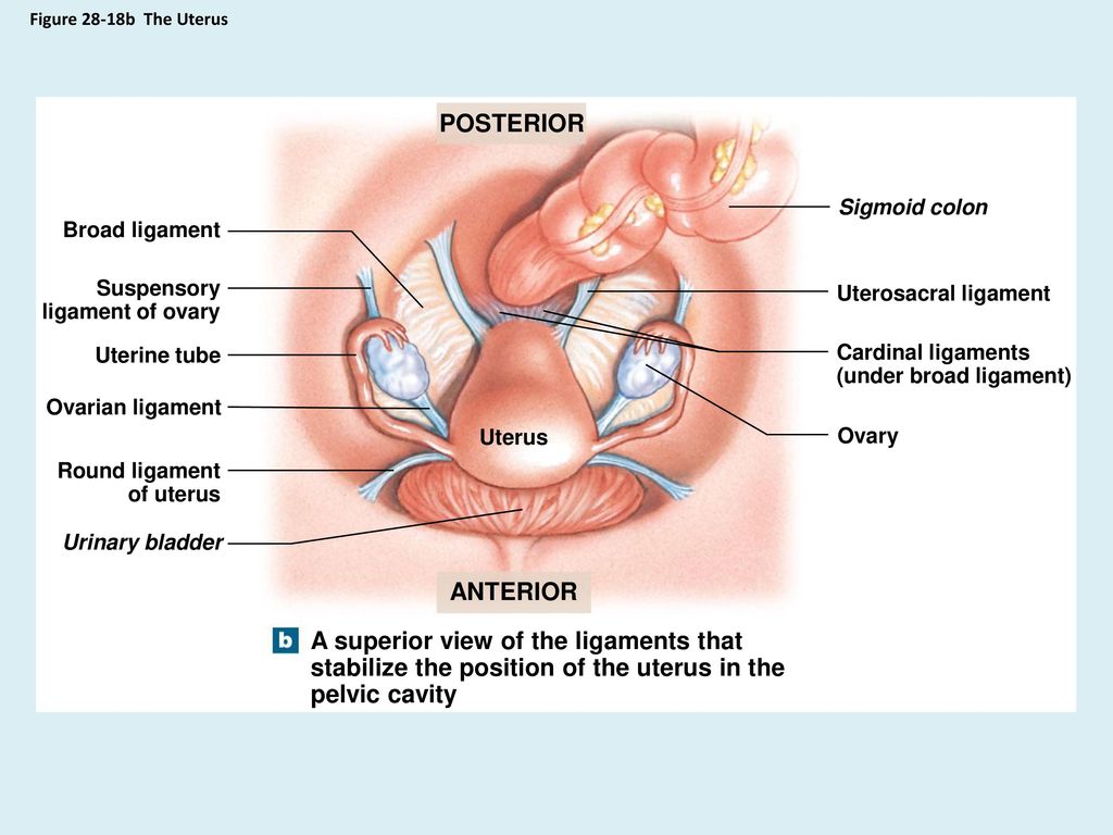 Anatomy And Physiology Ppt Download