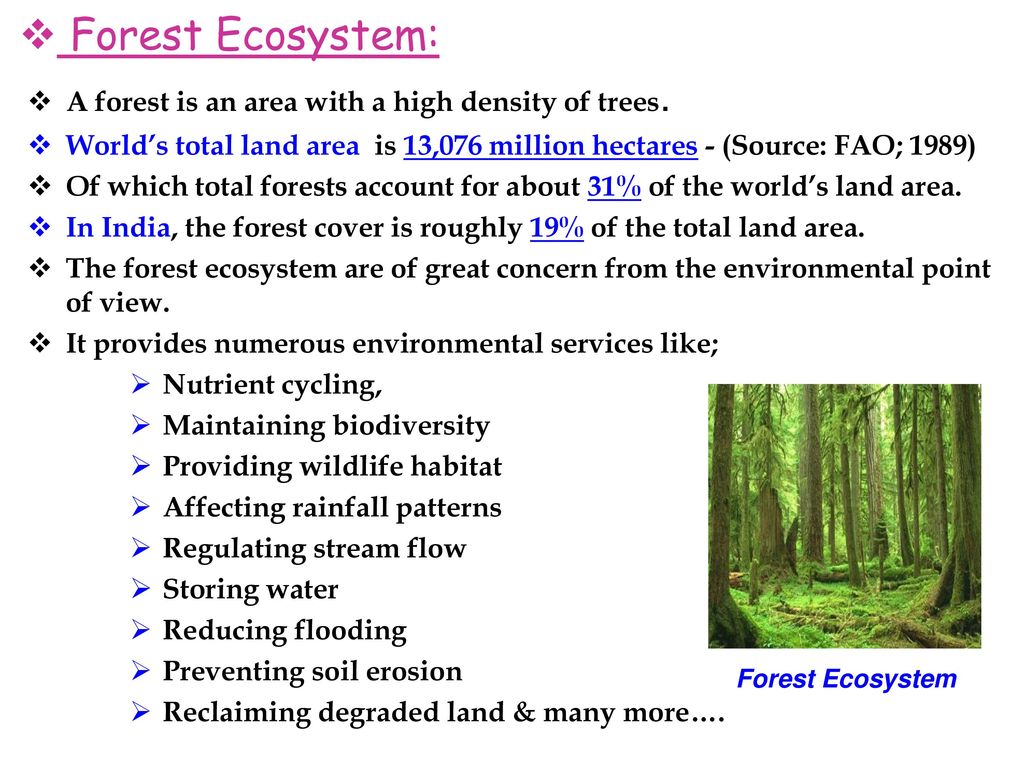 Explain Forest Ecosystem: Unveiling the Intricate Web of Life Explain Forest Ecosystem: Unveiling the Intricate Web of Life